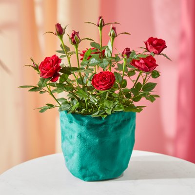 All Plants | Moonpig