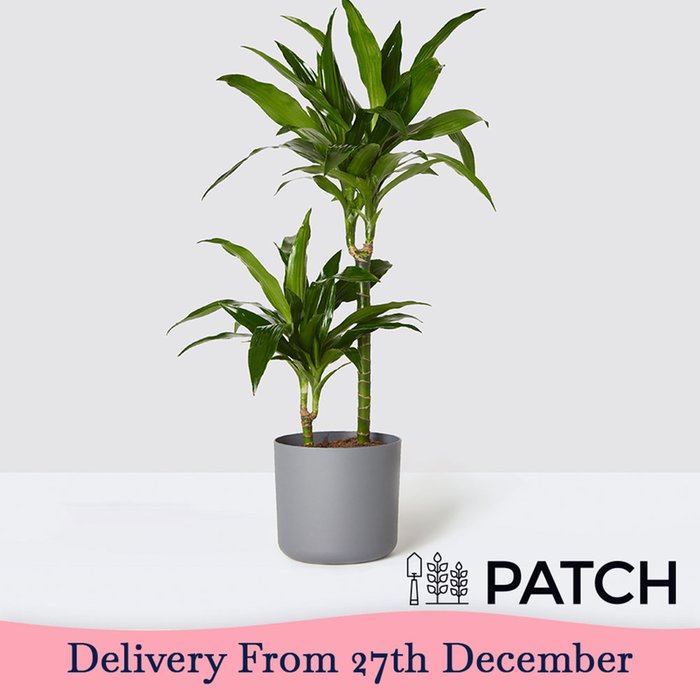 Patch 'Val' The Sweetheart Plant With Pot | Moonpig