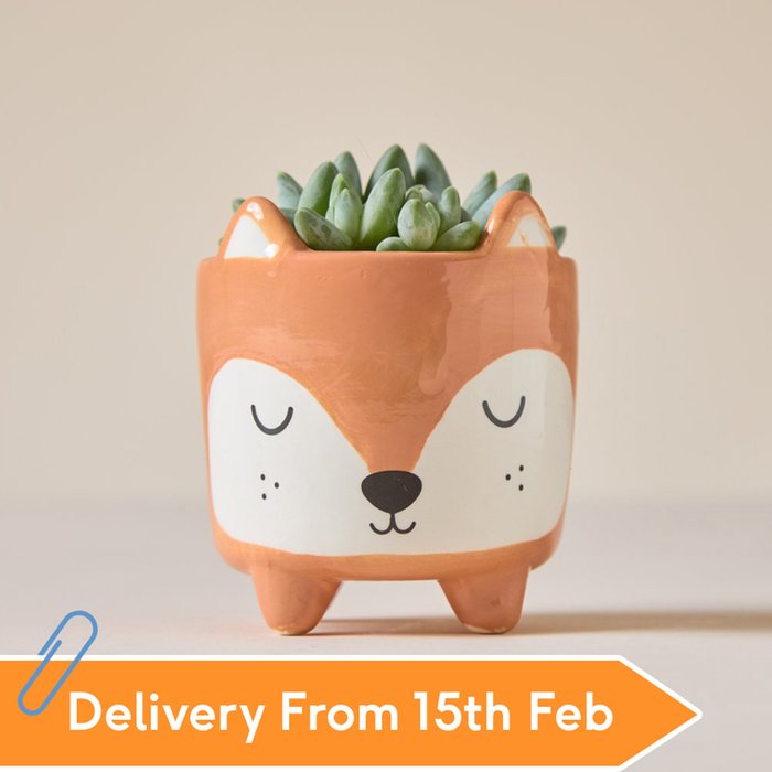 Succulent in Mini Woodland Fox Pot | Moonpig