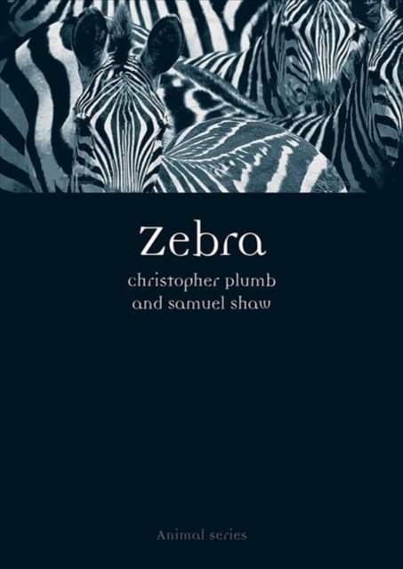 Zebra | Christopher Plumb | Ark.no